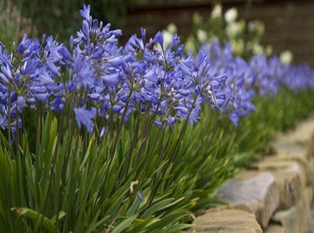 AGAPANTHUS - BABY PETE – Garden Affair a Living Gift