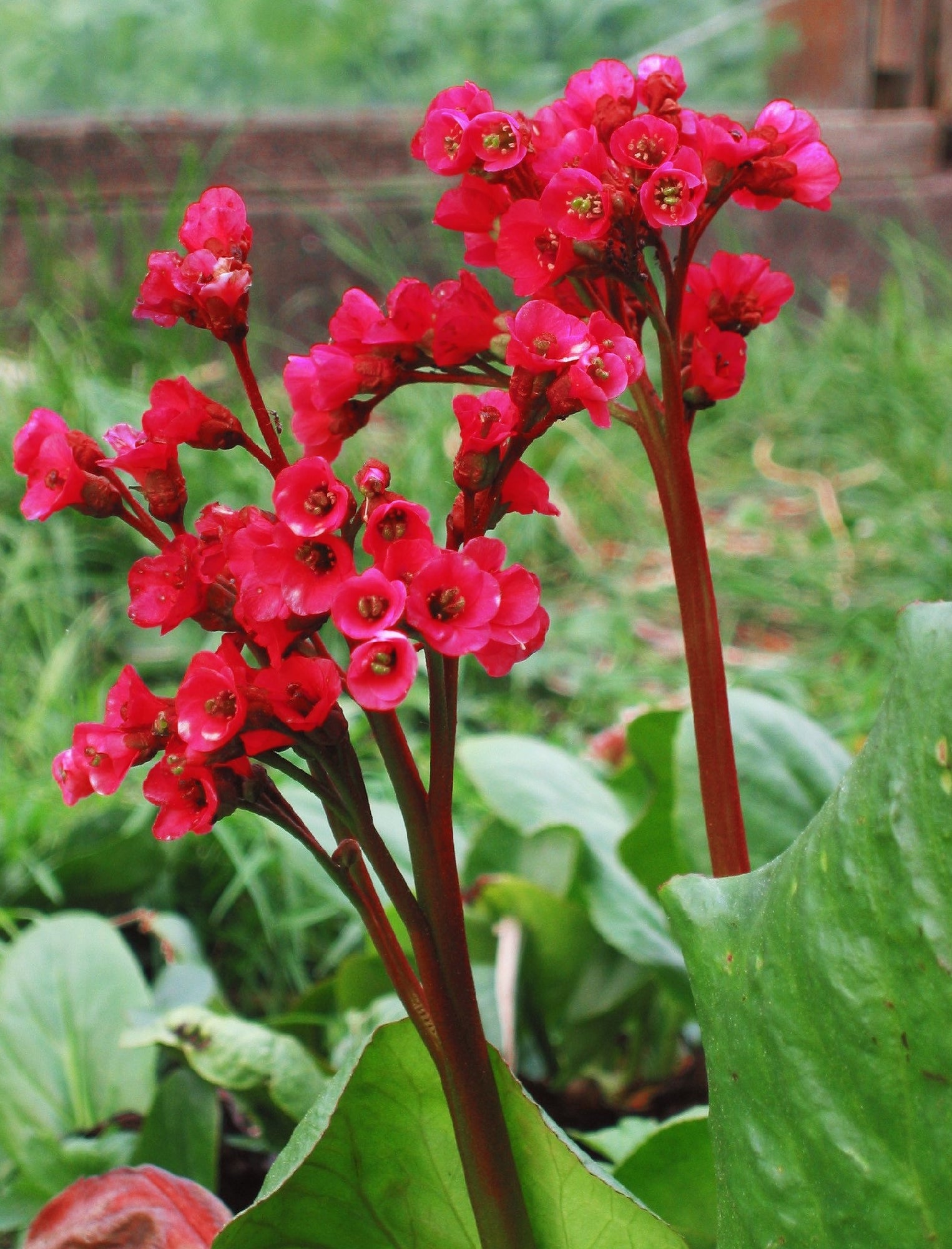 Bergenia cordifolia 'Red Beauty' – Garden Affair a Living Gift