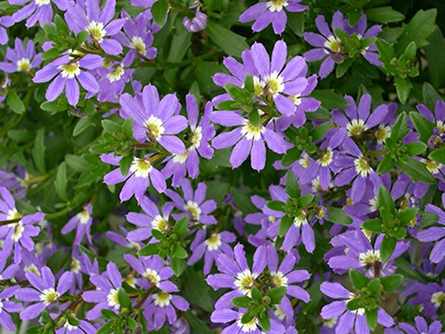 Scaevola Aussie Crawl – Garden Affair a Living Gift