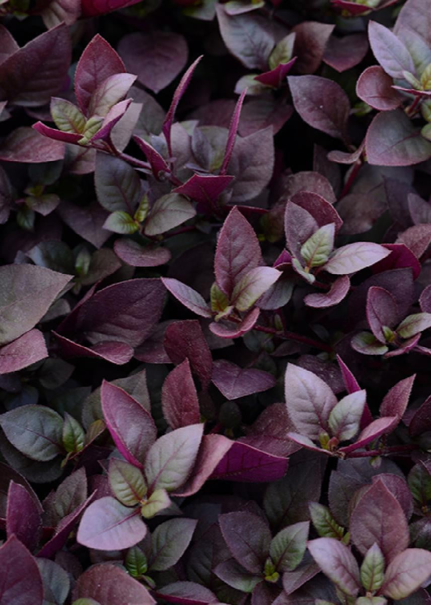 ALTERNANTHERA CHOCO CHILI – Garden Affair a Living Gift