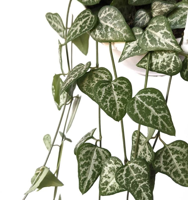 Ceropegia ‘Chain of Spades’ – Garden Affair a Living Gift