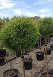 Acacia Cognata 'Limelight' (Grafted Standard) – Garden Affair a Living Gift