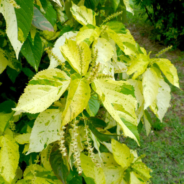 ACALYPHA WILKESIANA YELLOW – Garden Affair a Living Gift