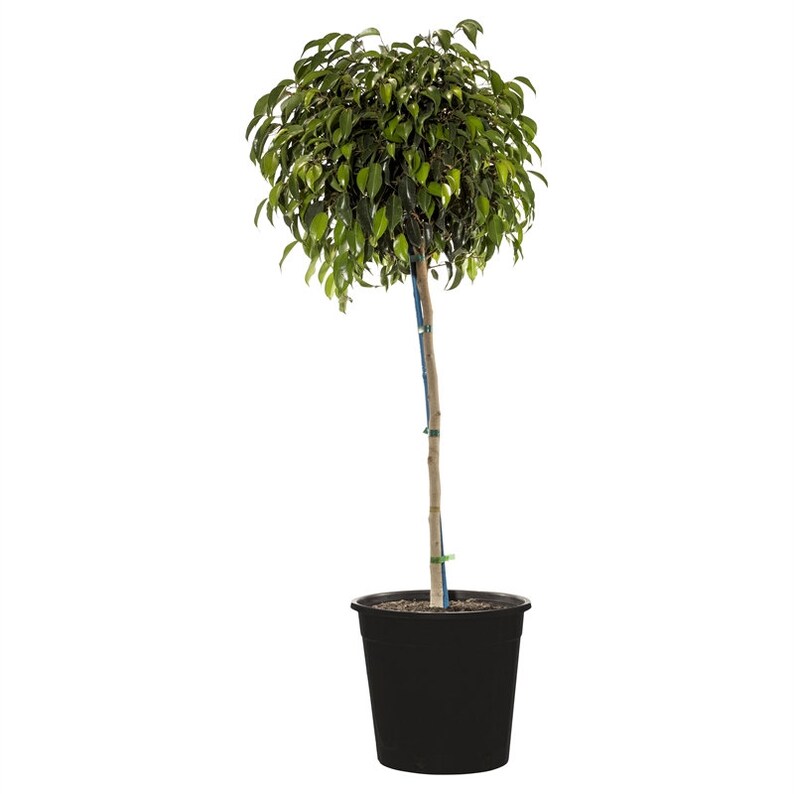 FICUS BENJAMINA EVERGREEN STANDARD – Garden Affair a Living Gift