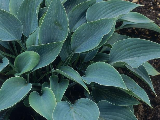 HOSTA HALCYON – Garden Affair a Living Gift