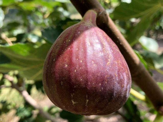 FIG SWEET TEMPTATION – Garden Affair a Living Gift