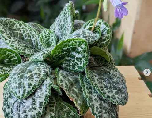 Streptocarpus Pretty Turtle – Garden Affair a Living Gift